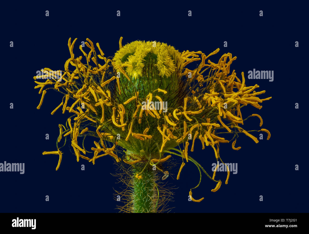 A faded poppy hi-res stock photography and images - Alamy