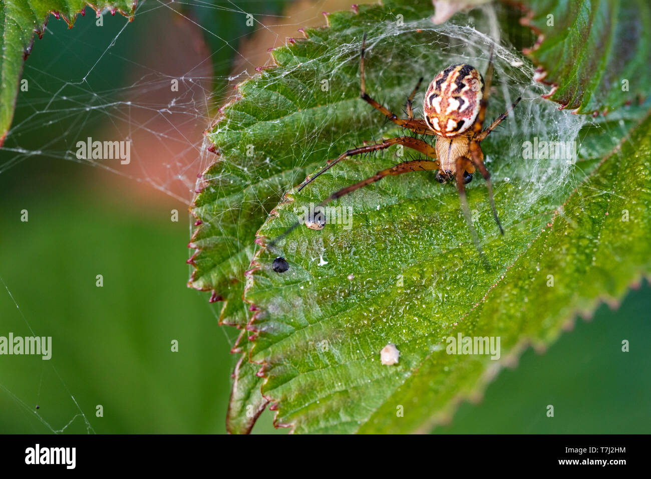Spider in their natural environment Stock Photo - Alamy