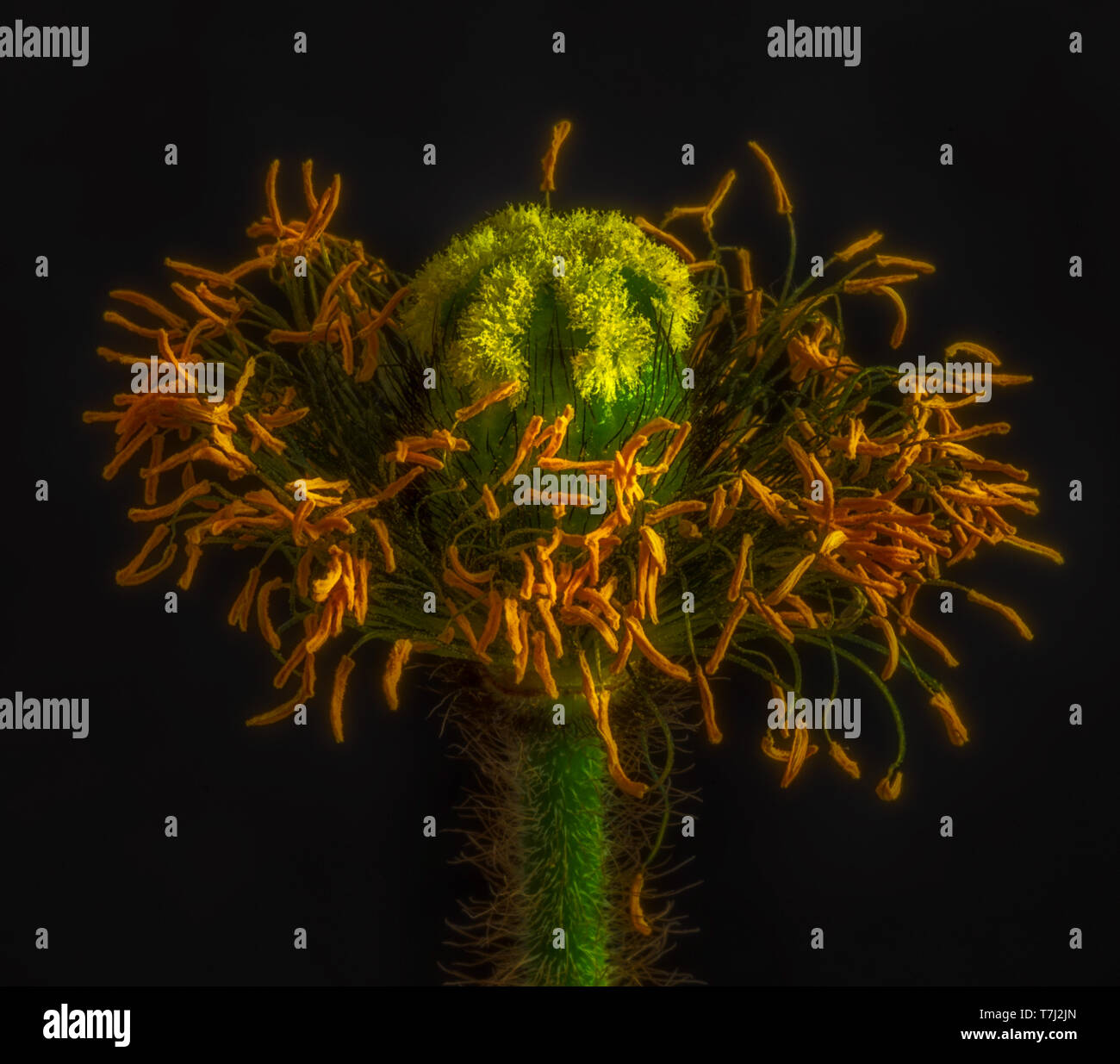 Faded poppy hi-res stock photography and images - Alamy