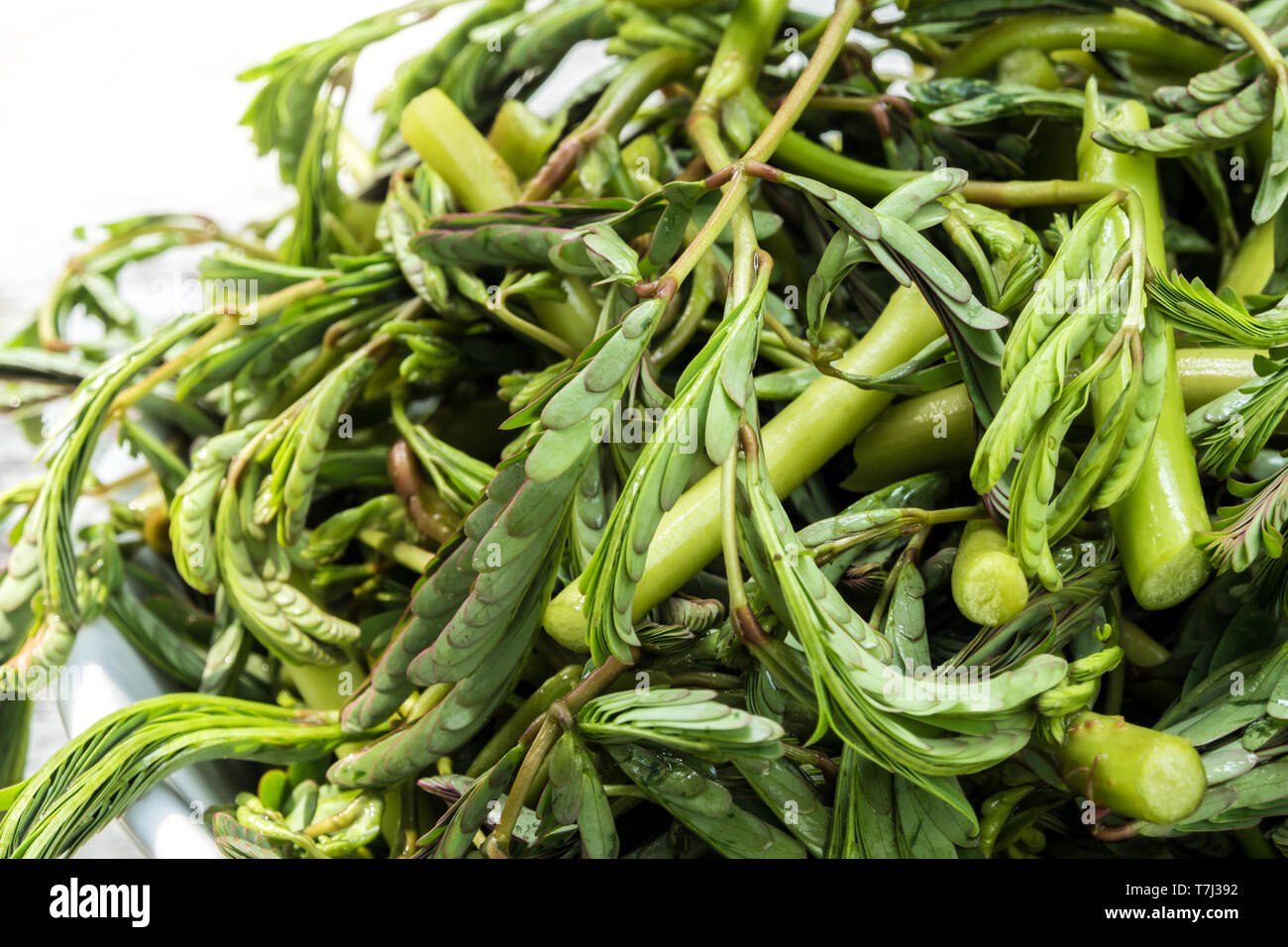 Water mimosa hi-res stock photography and images - Alamy