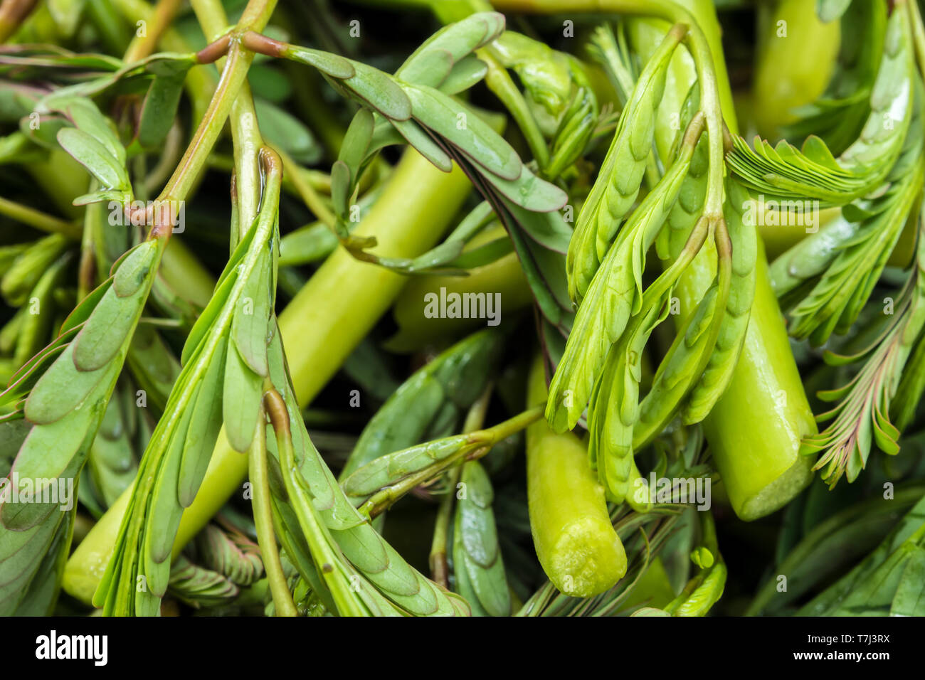 Water mimosa hi-res stock photography and images - Alamy