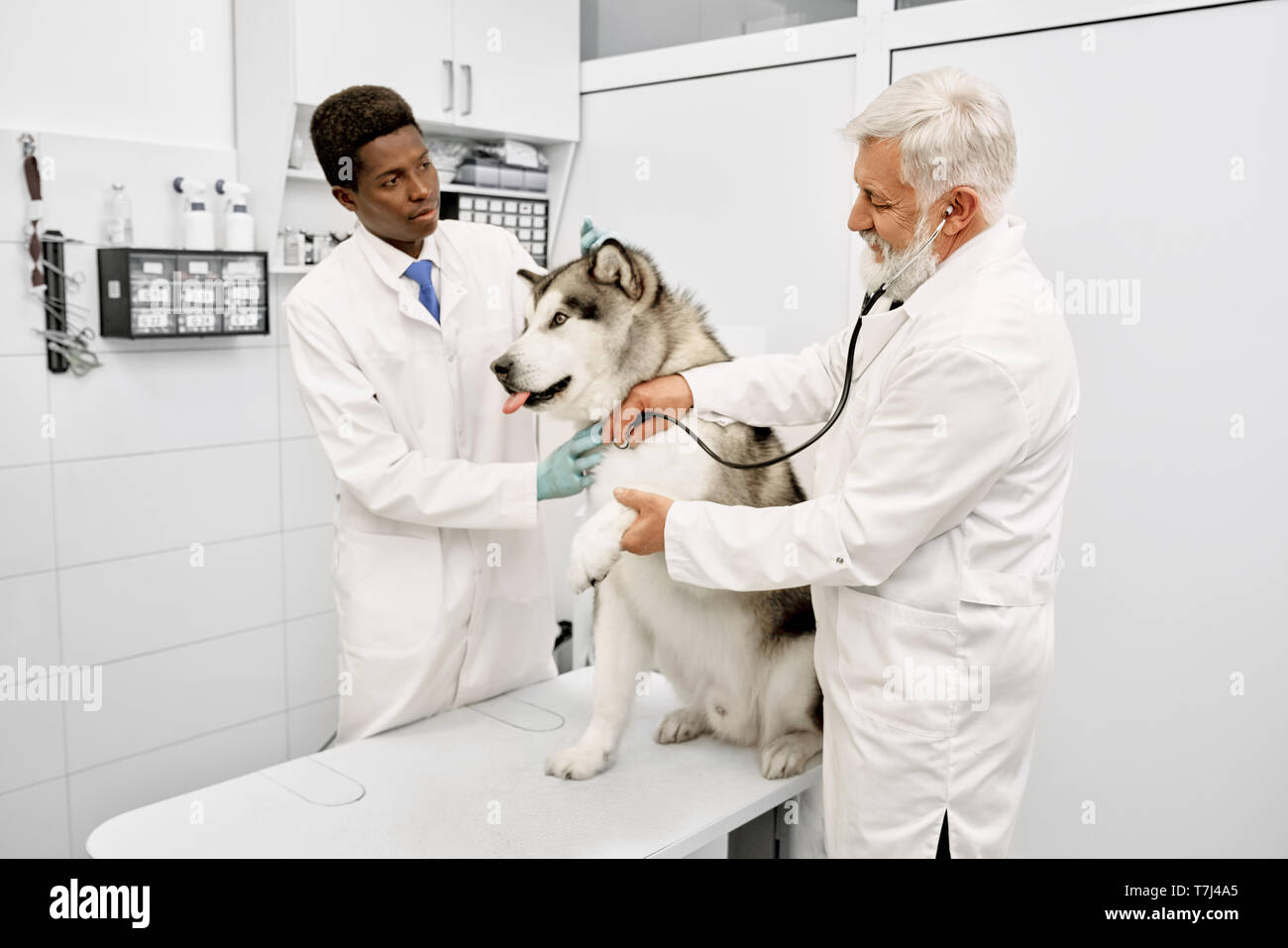 Doctor listening to breath of big dog, using stethoscope. Alaskan ...