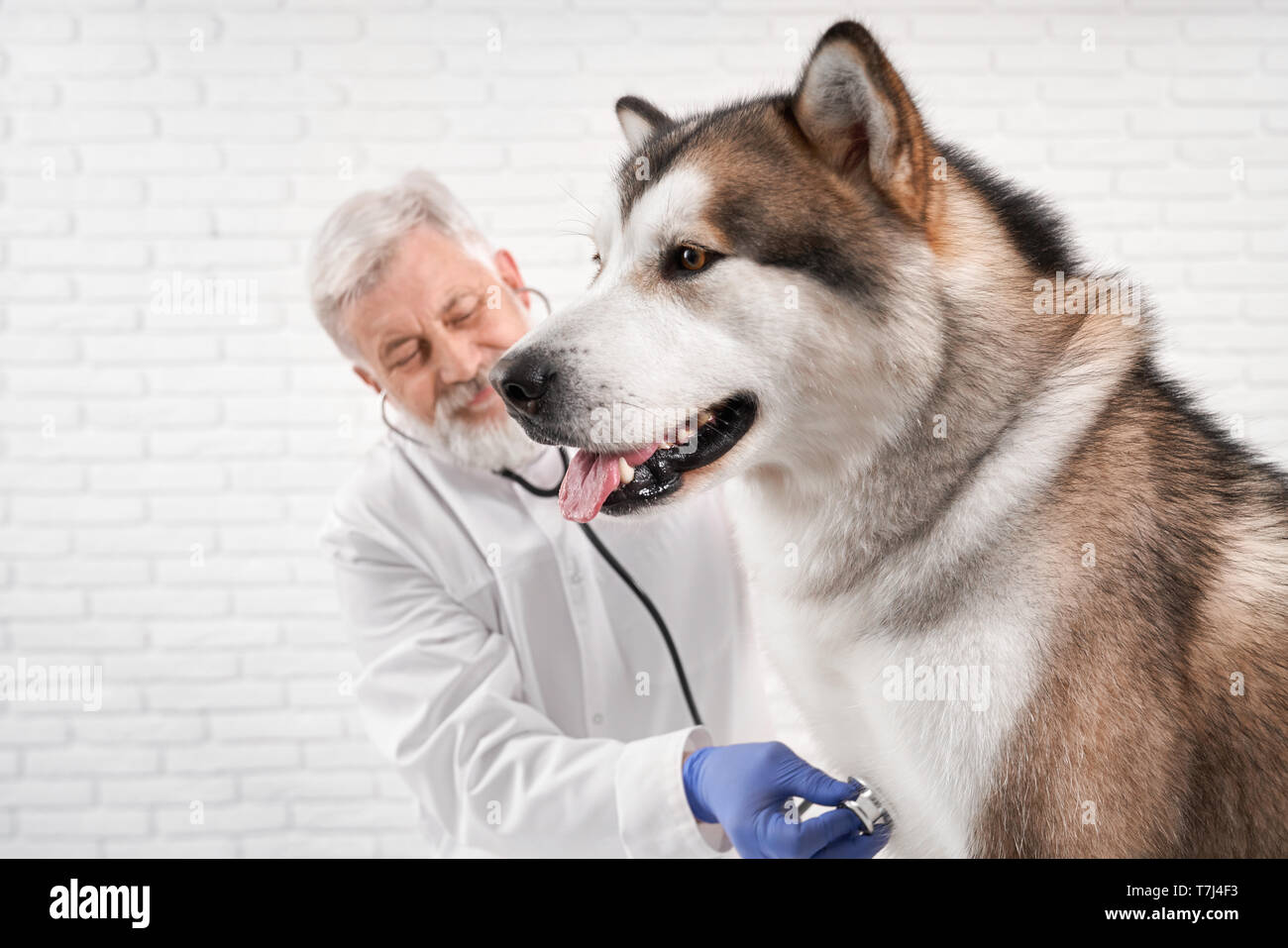 Cheerful alaskan malamute sitting in vet clinic on examination. Kind ...