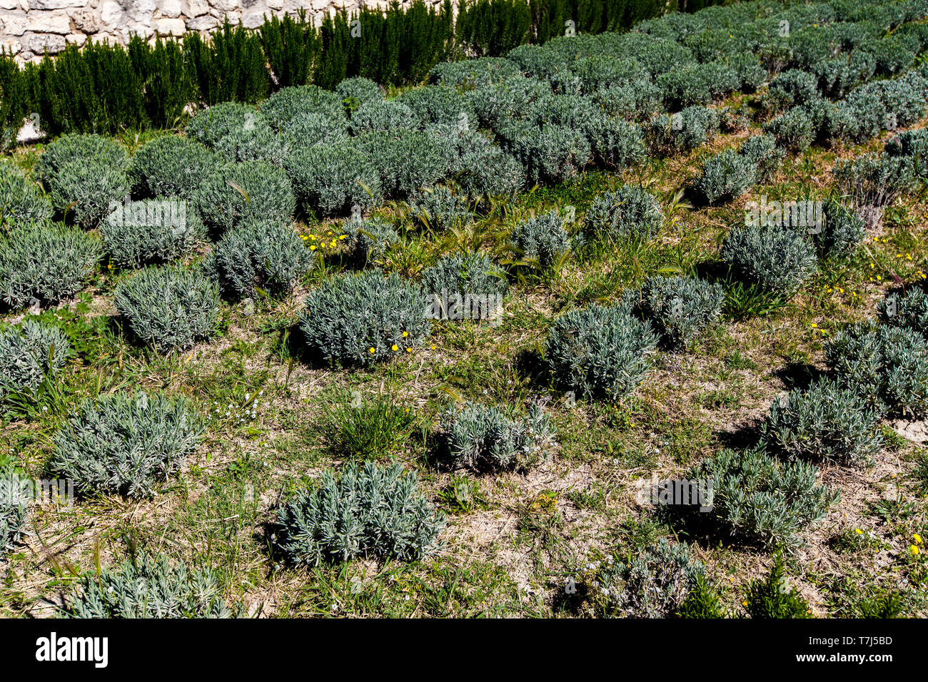 Lavender plants in early spring hi-res stock photography and images - Alamy