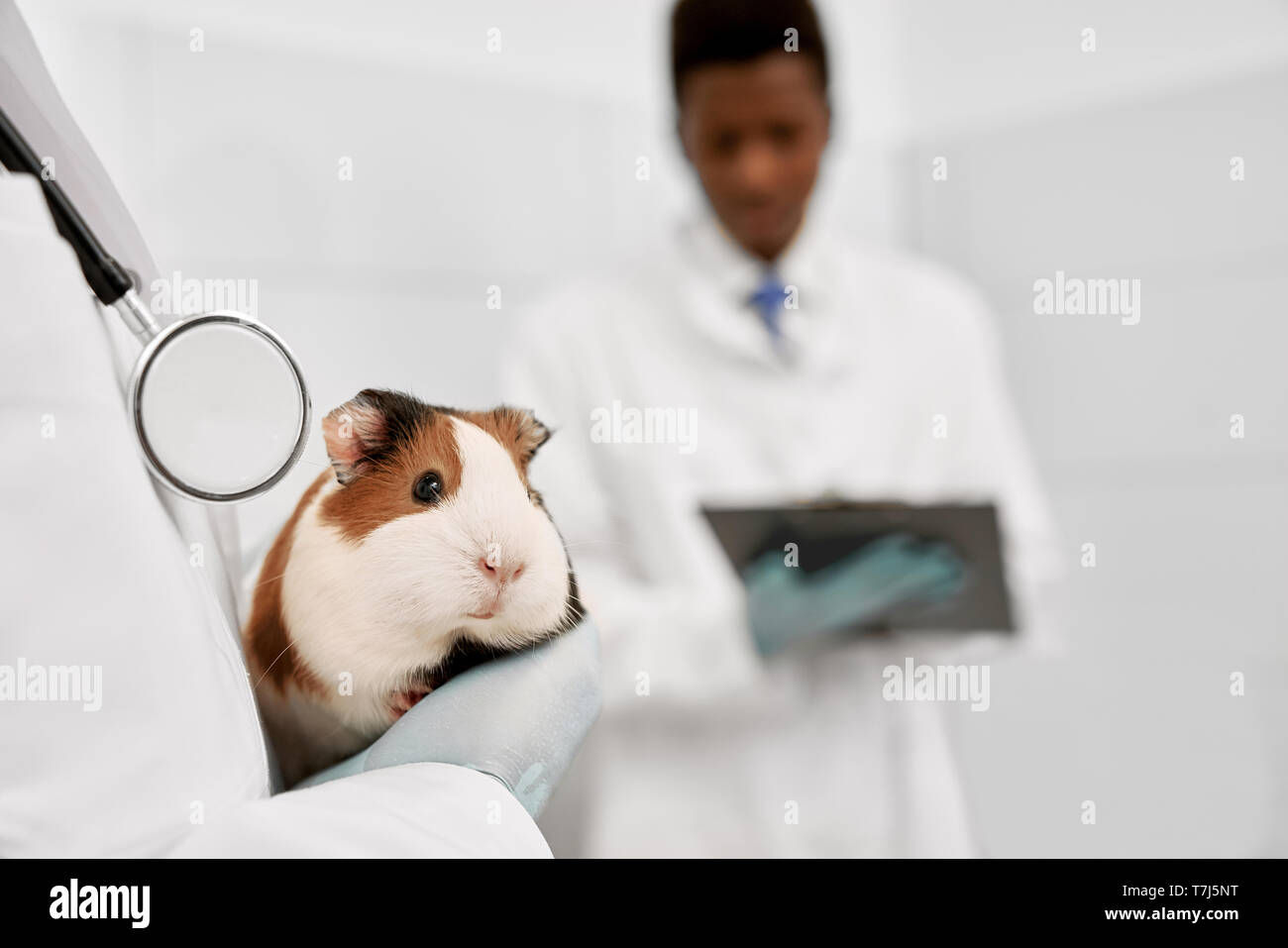 Muzzle of cute hamster on hands in veterinarian. African assistant ...
