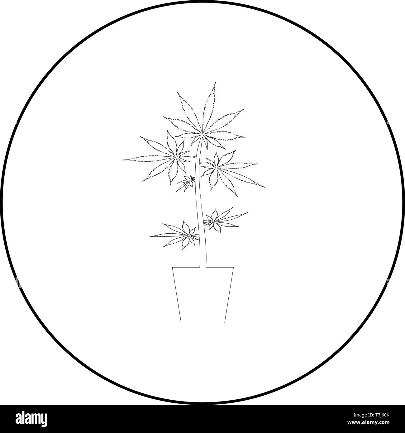 Pot of marijuana Cannabic in pot Hemp icon in circle round outline ...