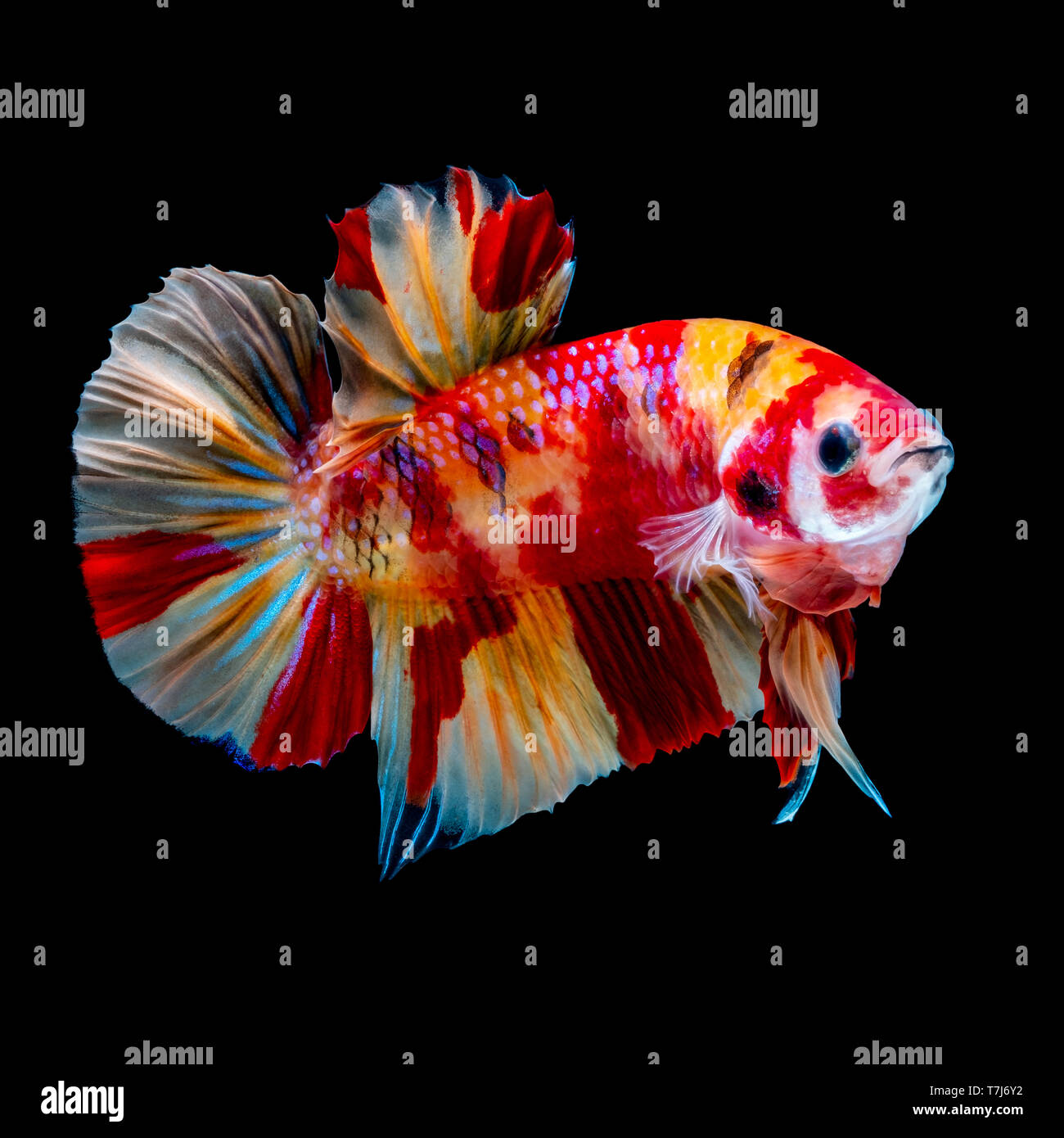 Betta fish Fight in the aquarium black blackground Stock Photo - Alamy