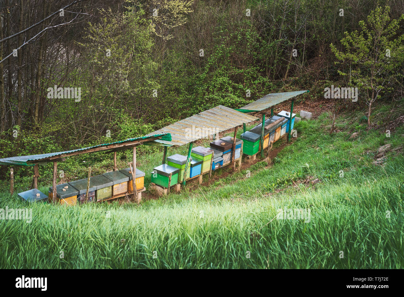 Bee hives on meadow in countryside of Italy,Bergamo(Seriana valley}The ...