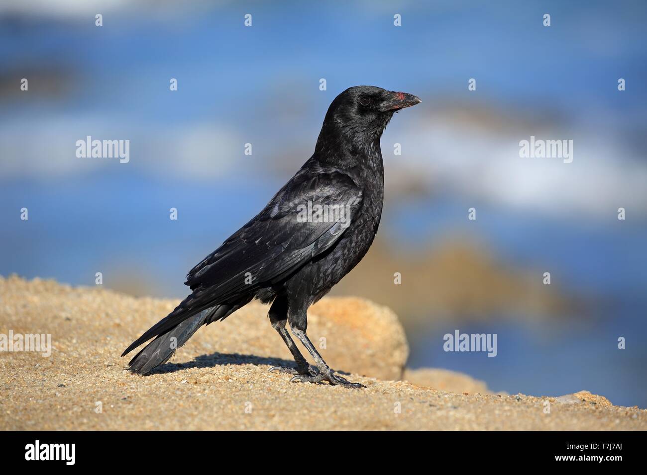 American Crow (Corvus brachyrhynchos), adult on rocks, California ...