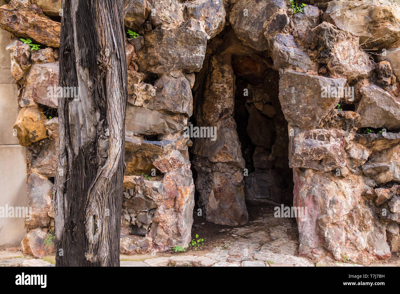 A tree trunk and a hole in a stone wall front view closeup on the ...