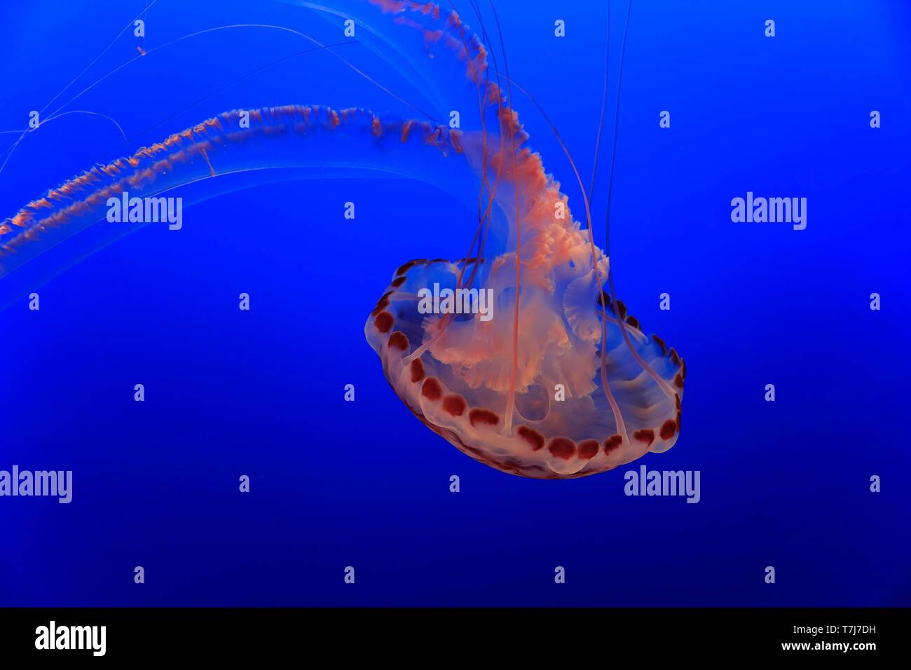 Purple-striped Jellyfish (Chrysaora colorata), in water, California ...