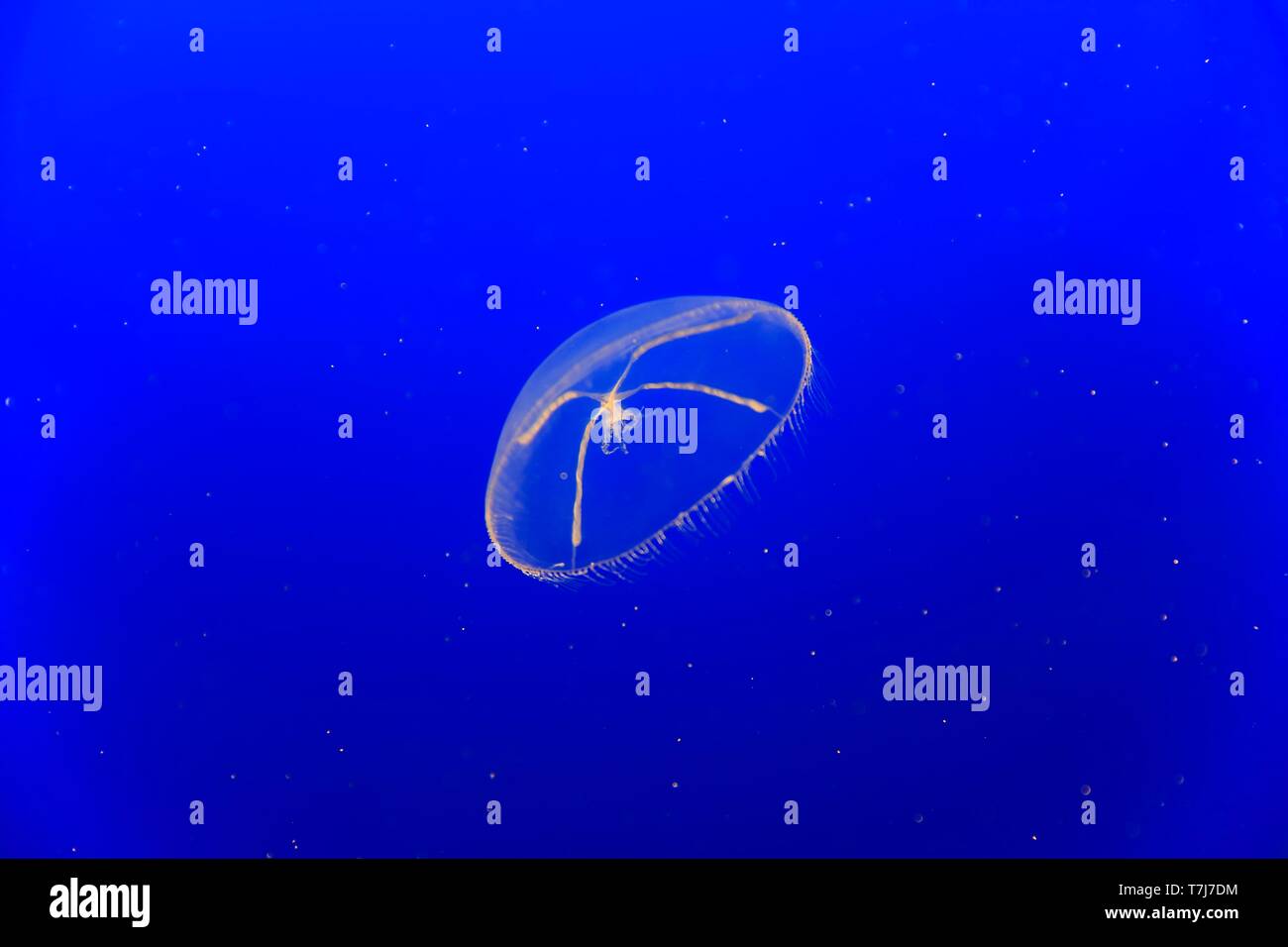 Cross jellyfish mitrocoma cellularia in water hi-res stock photography ...