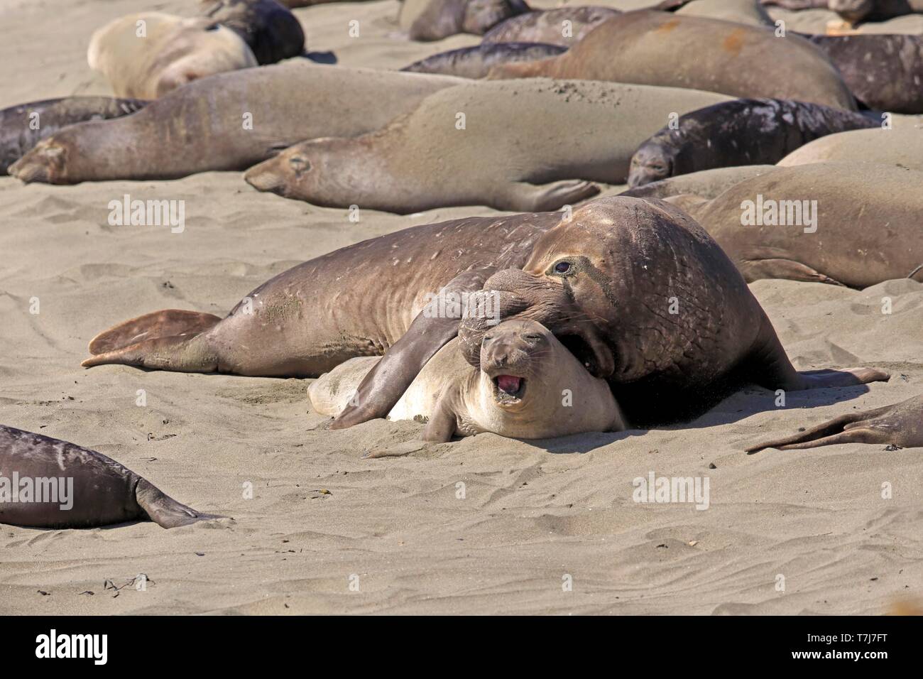 Elephant seal mating hi-res stock photography and images - Alamy