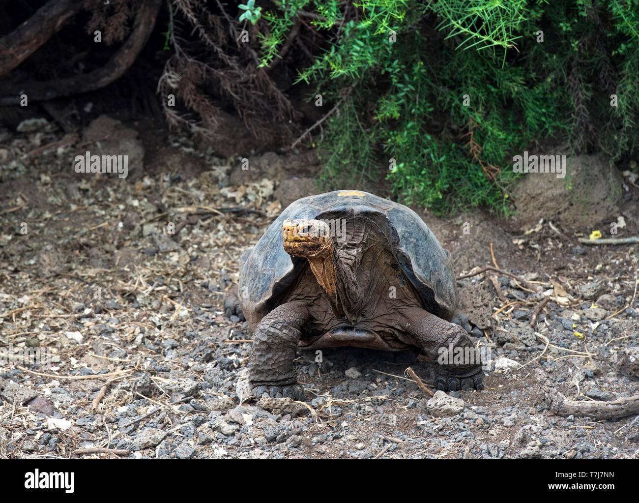 Galapagos giant tortoises geochelone nigra hoodensis hi-res stock ...