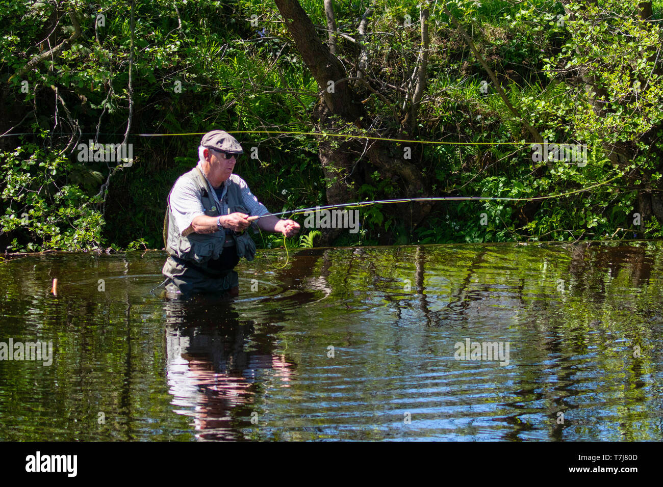 A man wearing waders fly fishing on the River Nidd, Nidderdale, North ...