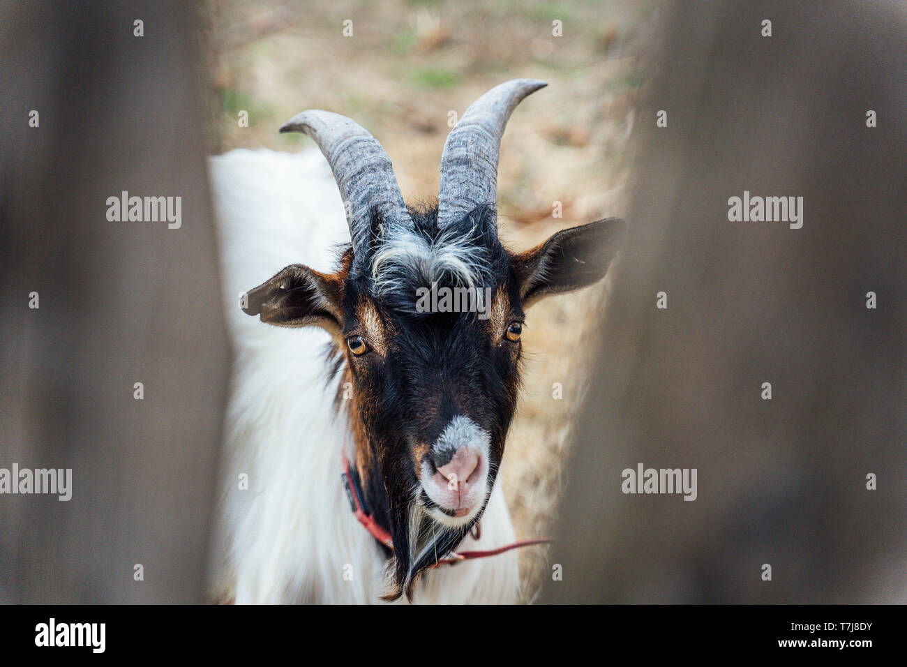 Bell around neck hi-res stock photography and images - Alamy