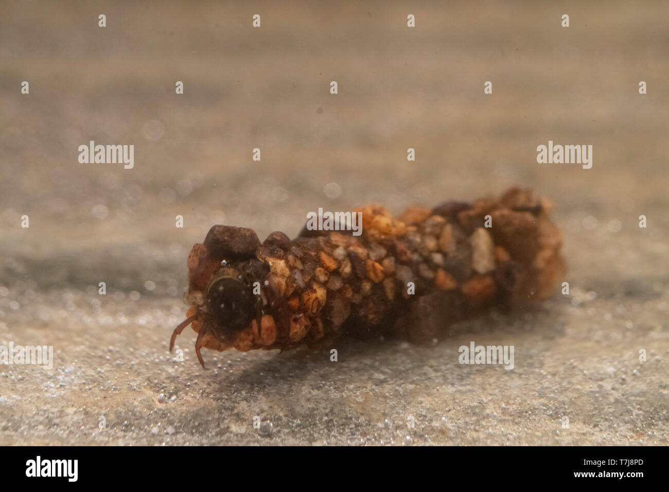 Caddisfly larvae hi-res stock photography and images - Alamy