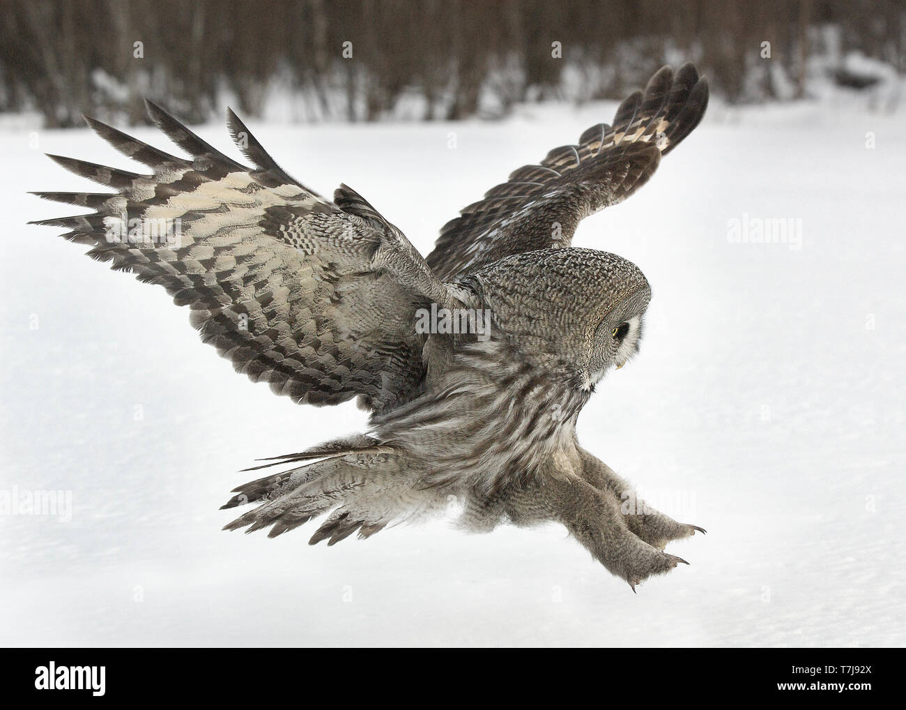 Great grey owl hi-res stock photography and images - Alamy