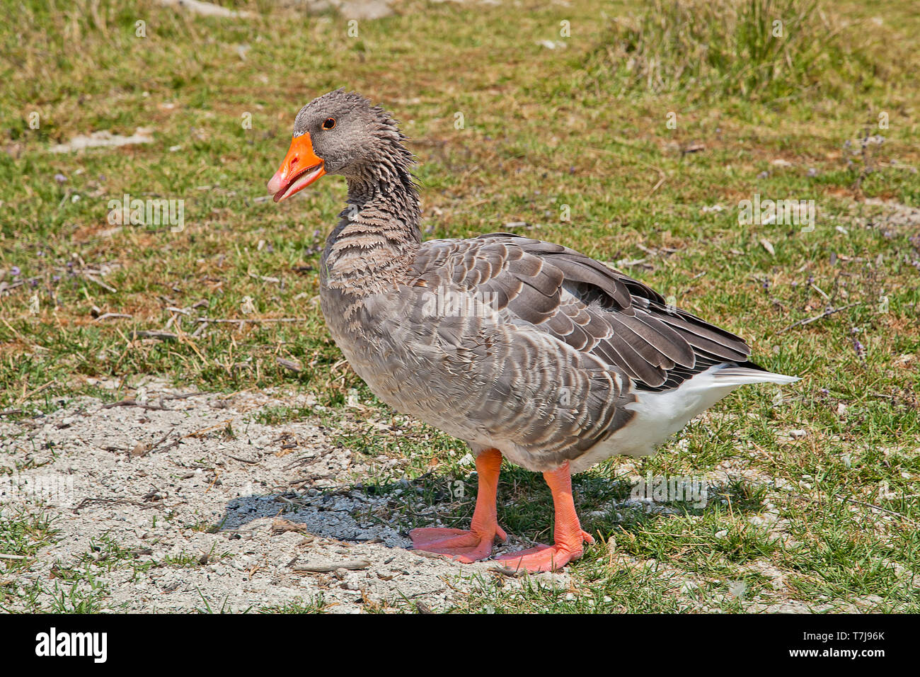 Plumage factory hi-res stock photography and images - Alamy