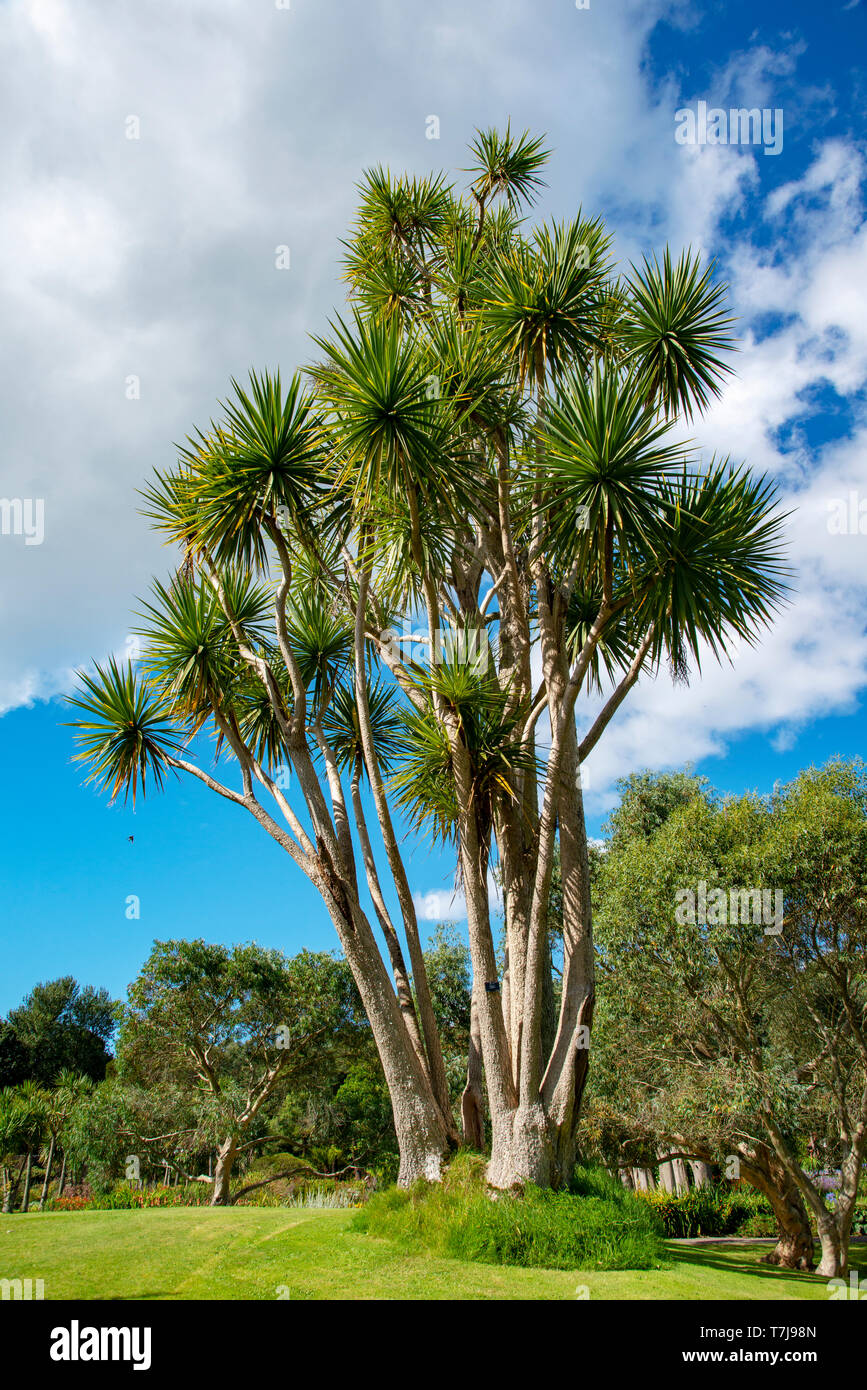Scottish palm tree hi-res stock photography and images - Alamy