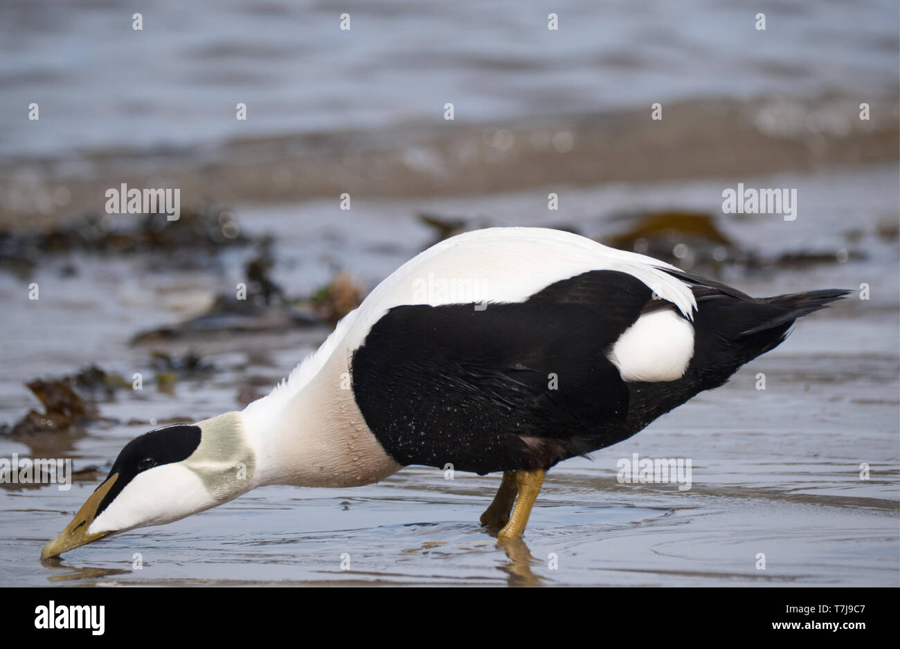 Adult male eider hi-res stock photography and images - Alamy
