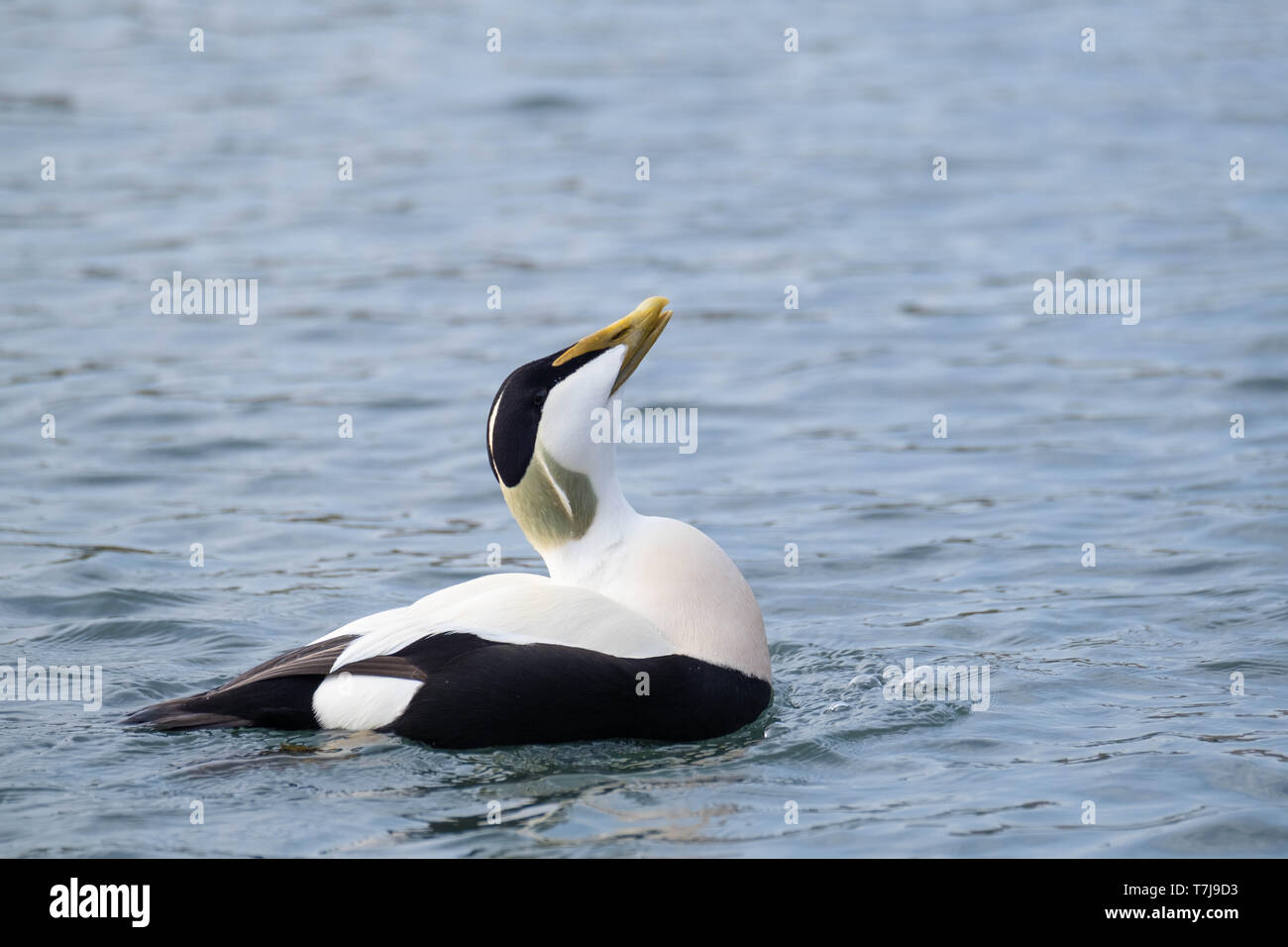 Eider farne islands hi-res stock photography and images - Alamy