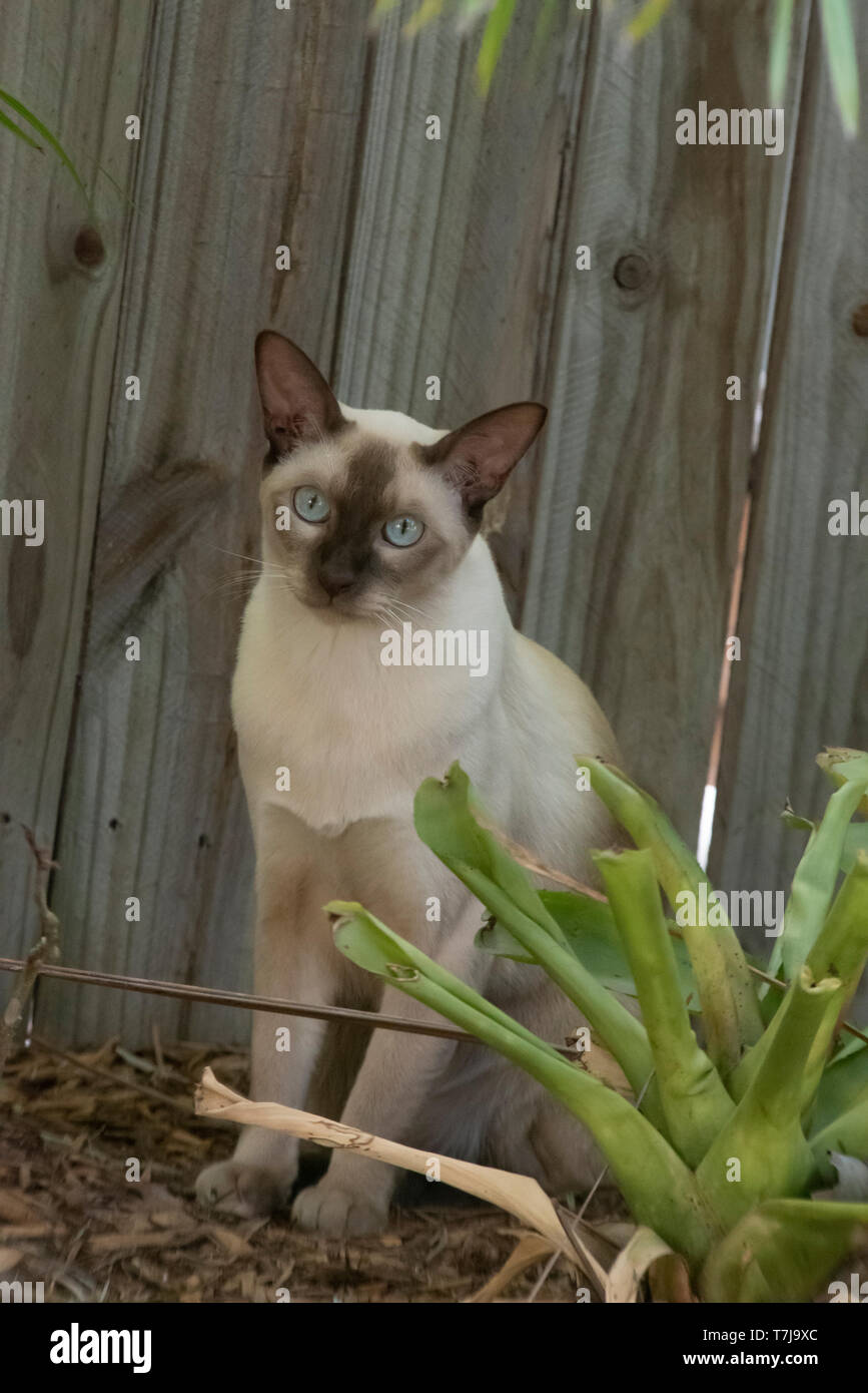 Slender and muscular cat hi-res stock photography and images - Alamy