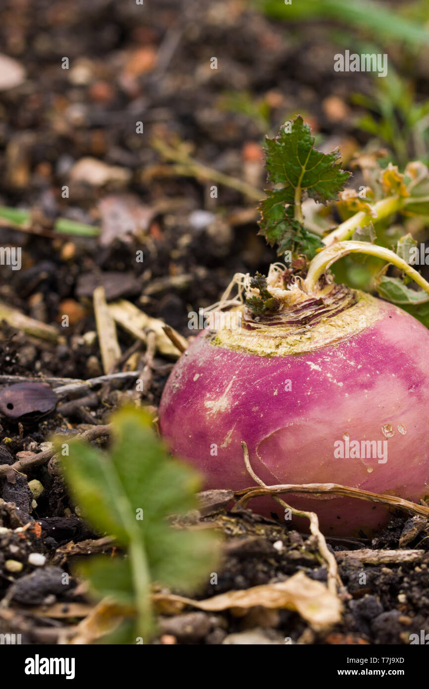 Brassica rapa subsp. rapa subvar. esculenta growing in nutritious earth ...