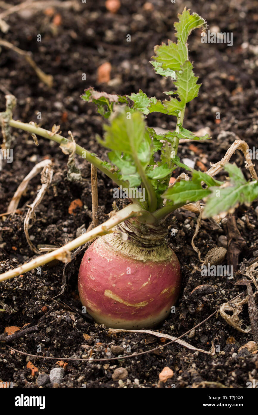 Brassica rapa subsp. rapa subvar. esculenta growing in nutritious earth ...