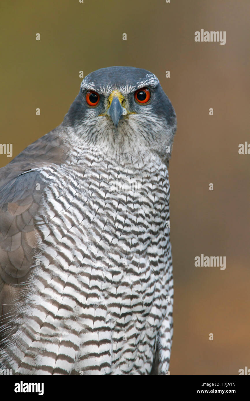 Male portret hi-res stock photography and images - Alamy