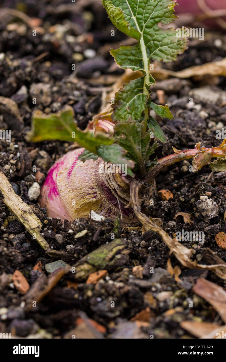Brassica rapa subsp. rapa subvar. esculenta growing in nutritious earth ...