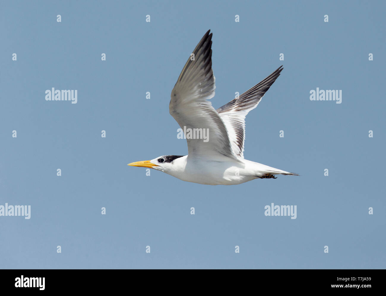 African Royal Tern (Thalasseus maximus albidorsalis). Side view of ...