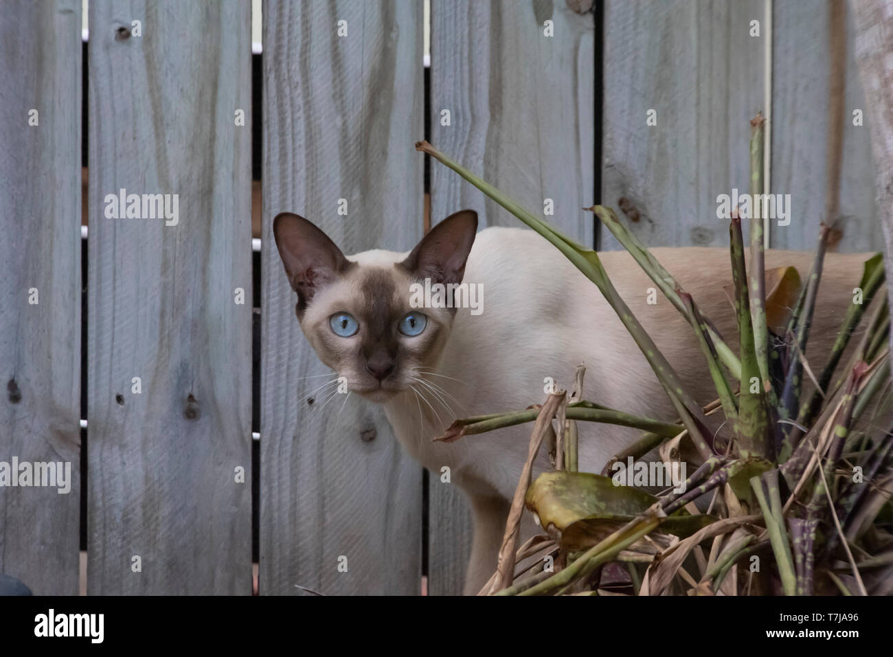 cat in a suburban garden Stock Photo - Alamy