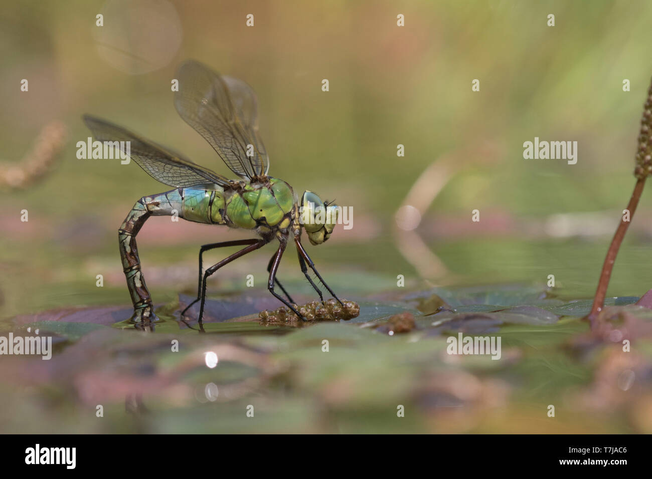 Konigslibellen hi-res stock photography and images - Alamy