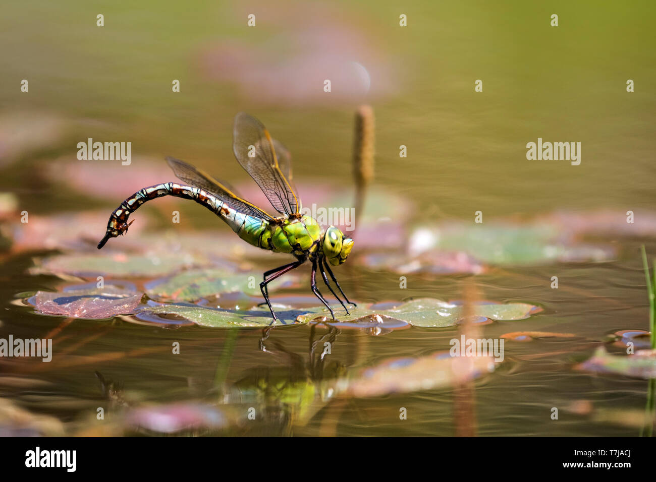 Egg laying female Blue Emperor Stock Photo - Alamy