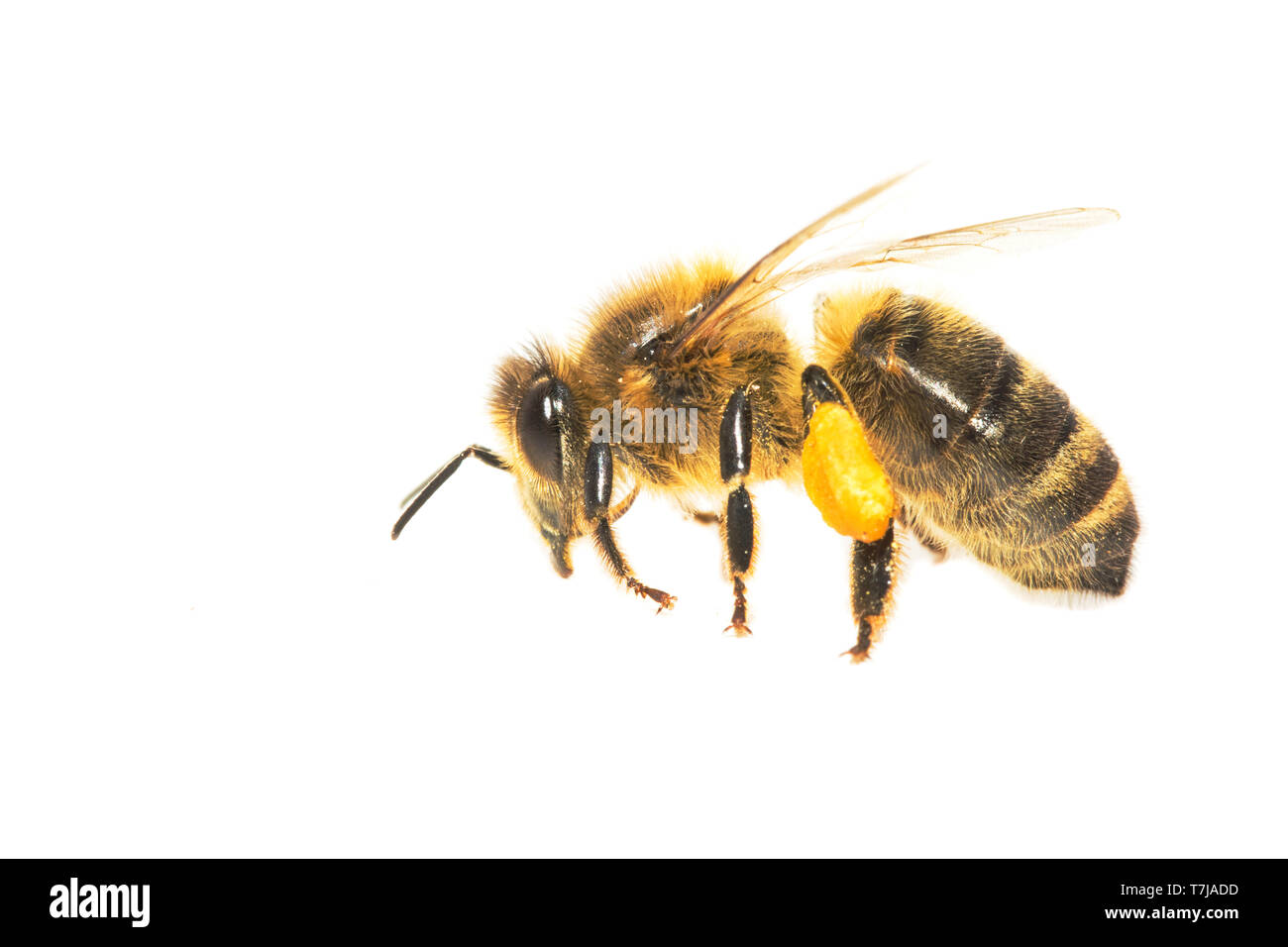 Abeja apis mellifera hi-res stock photography and images - Alamy