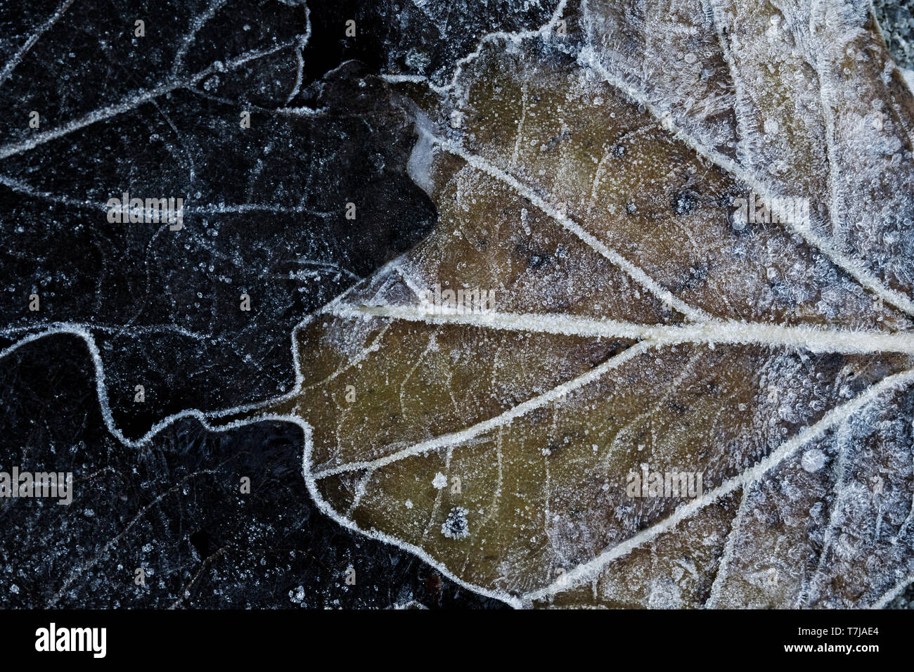 Pattern of autumn Aspen leaves Stock Photo - Alamy