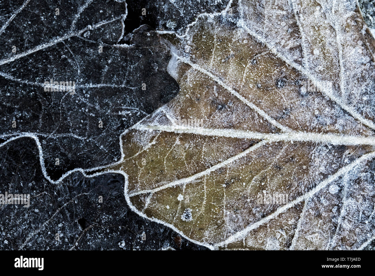 Pattern of autumn Aspen leaves Stock Photo - Alamy