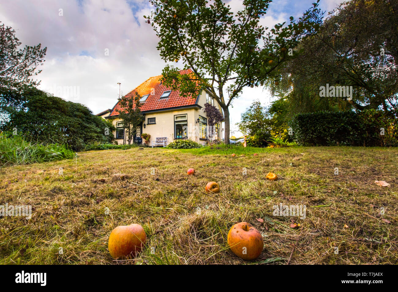 Belle De Boskoop High Resolution Stock Photography and Images - Alamy