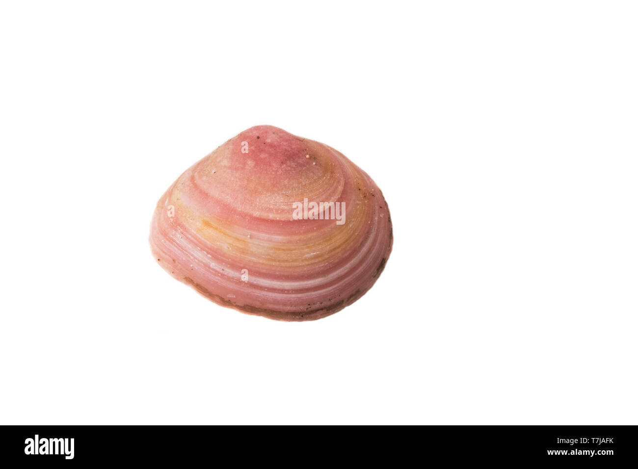 Baltic clam hi-res stock photography and images - Alamy