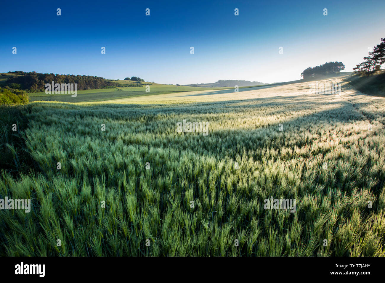 Corn field in Germany Stock Photo - Alamy