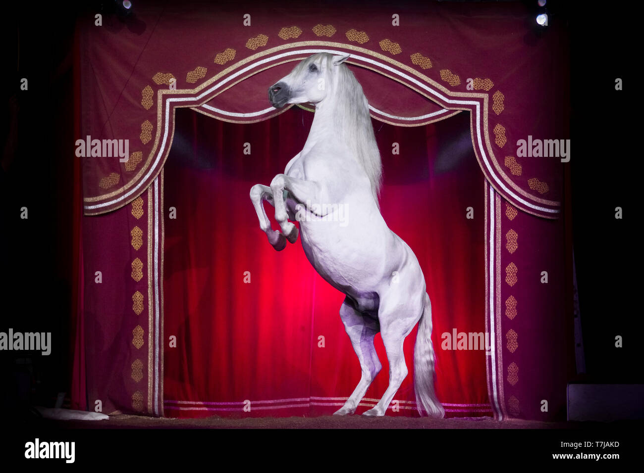 Rearing Andalusian Horse High Resolution Stock Photography and Images ...