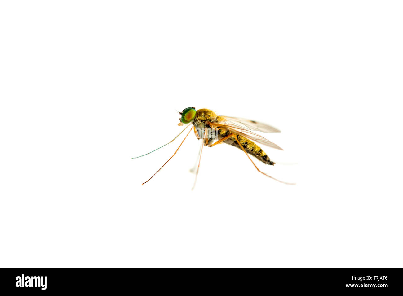 Little snipefly, Chrysopilus asiliformis Stock Photo - Alamy