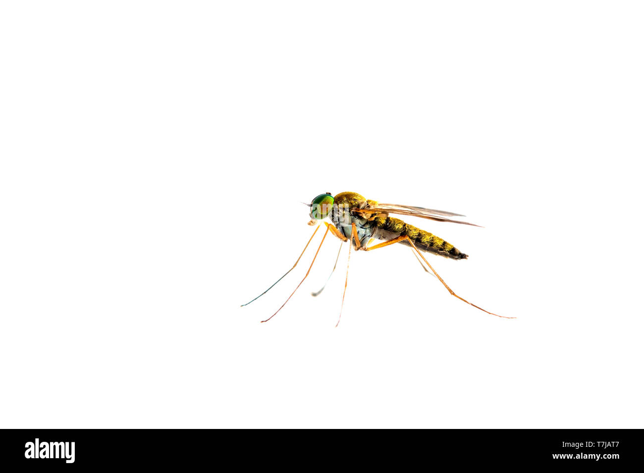 Little snipefly hi-res stock photography and images - Alamy