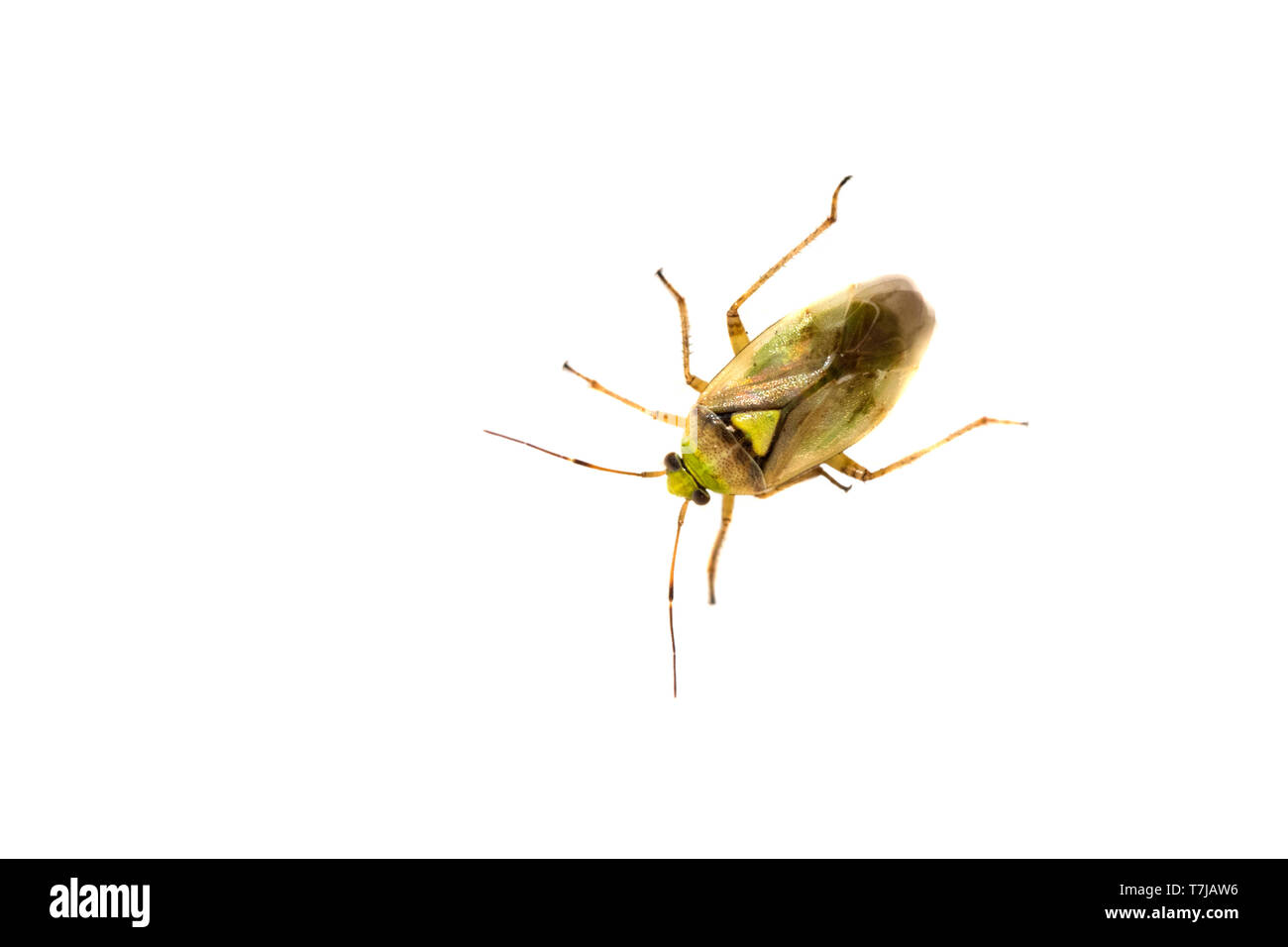 Capsid bugs hi-res stock photography and images - Alamy