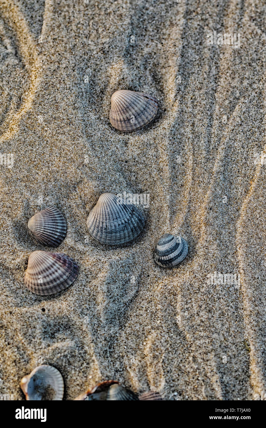 Common cockle foot hi-res stock photography and images - Alamy