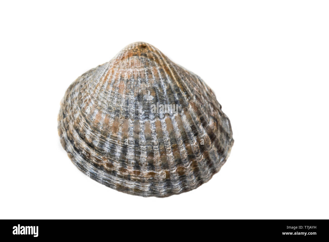 Herzmuschel shell hi-res stock photography and images - Alamy