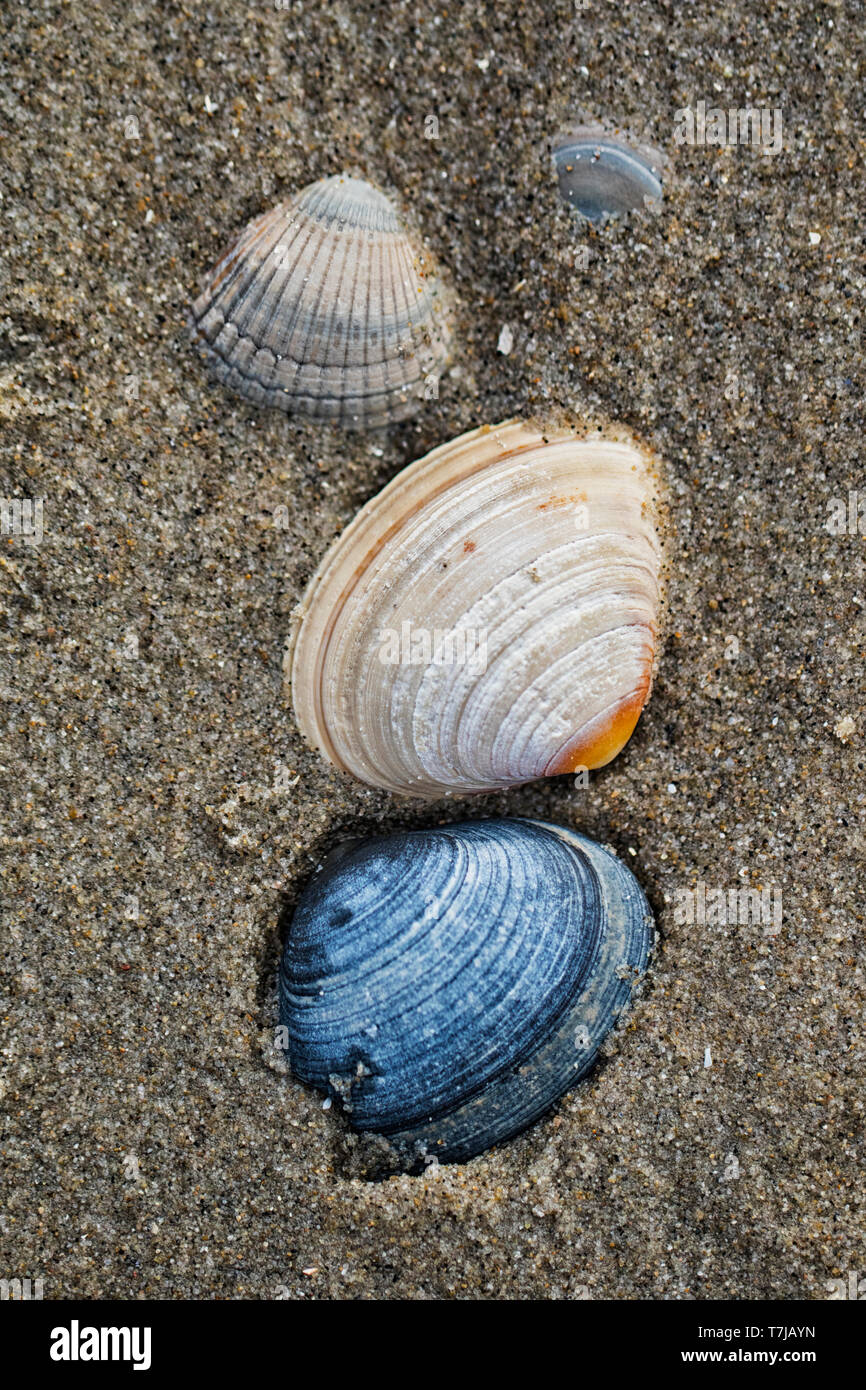 Seashells on the beach Stock Photo - Alamy
