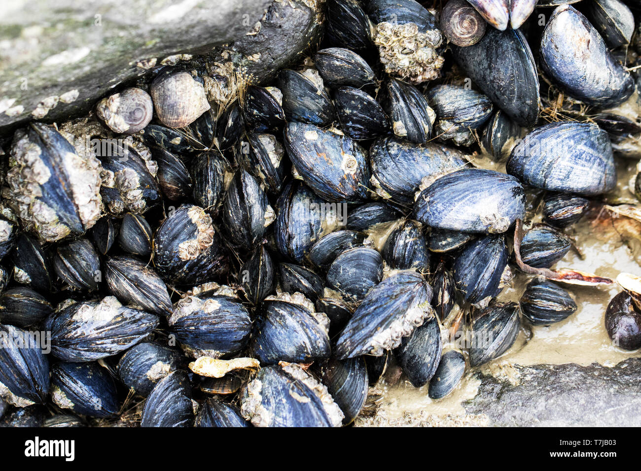 Common mussel, Mytilus edulis Stock Photo - Alamy