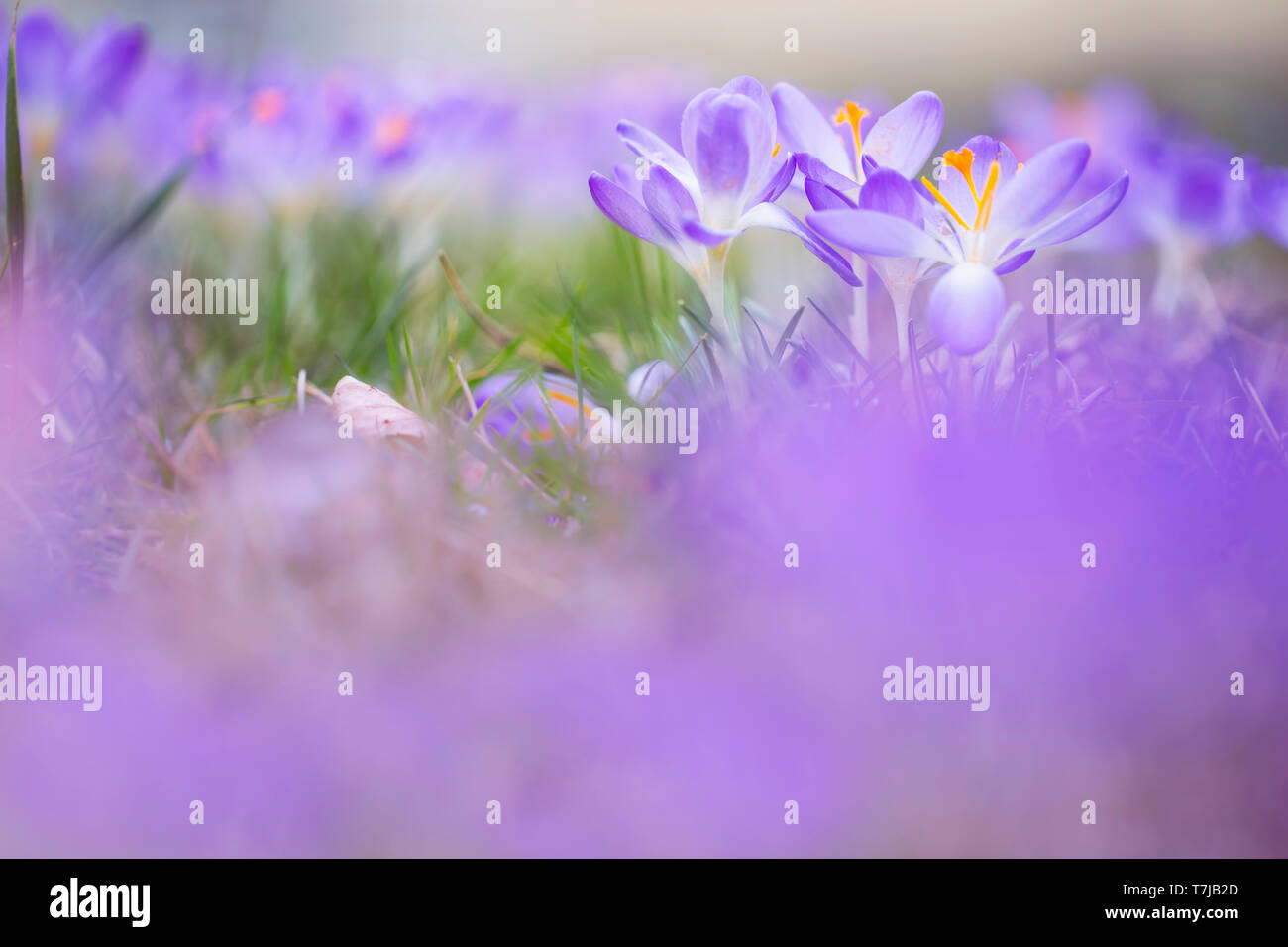 Early Crocus, Crocus tomassinianus Stock Photo - Alamy